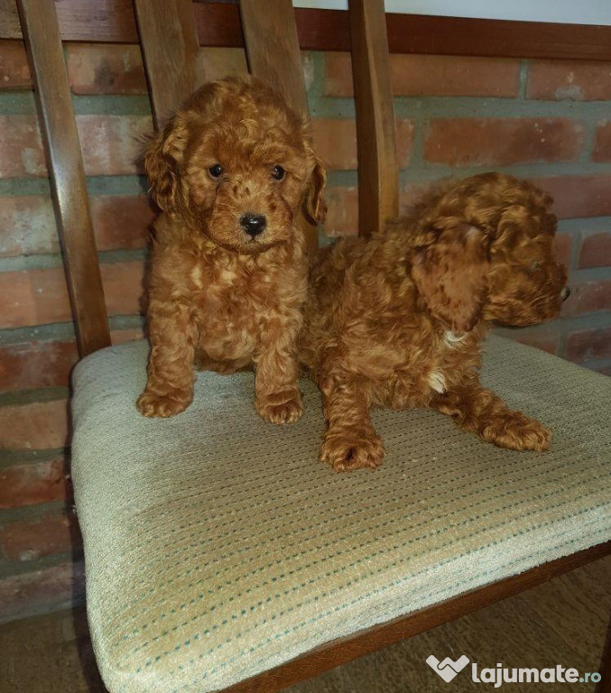 Pudel/Caniche Pitic cu pedigree