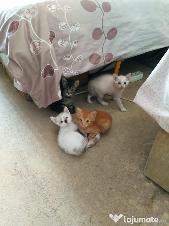 4 pisicute pentru adoptie