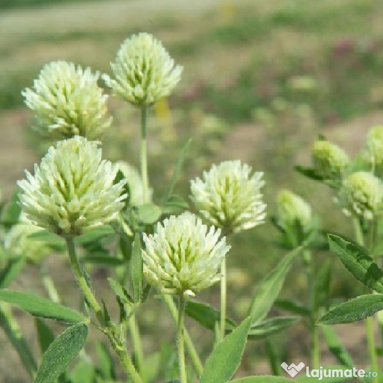 Lucerna si Trifoi de Alexandria sau trifoi egiptean samanta