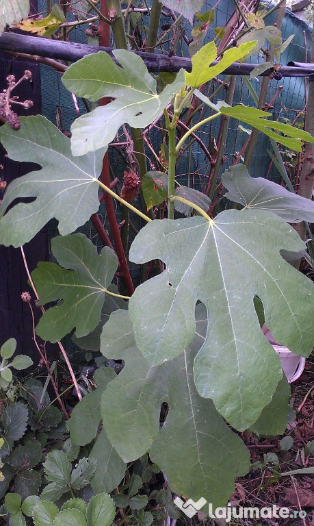 Smochin Curmal Avocado in ghiveci
