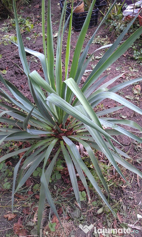 Smochin Curmal Avocado in ghiveci