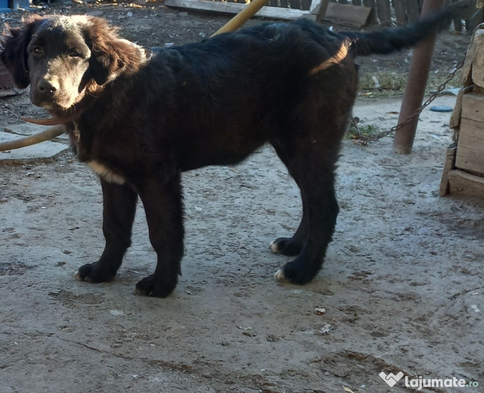 Anunturi Gratuite Ciocile