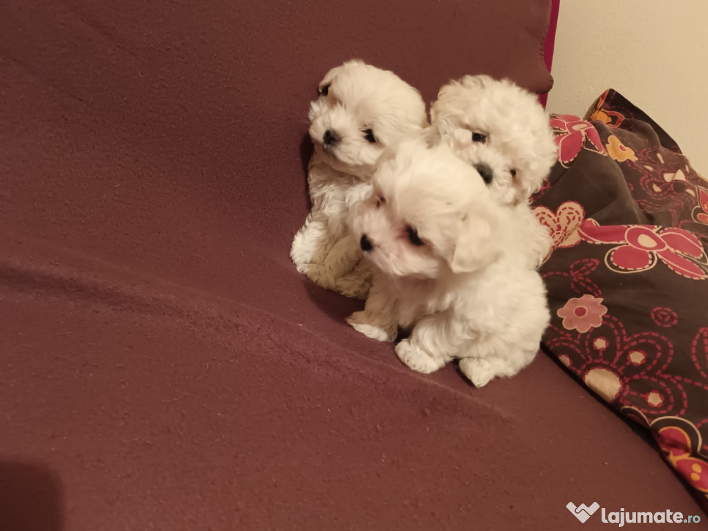 Generator de 7KW max, NOU