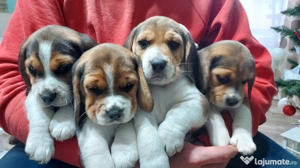 Casa individuala, Cisnadie, cartier exclusiv de case - garaj