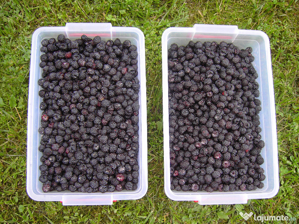 Zmeură (roșie, neagră), mure - comenzi pentru anul 2023