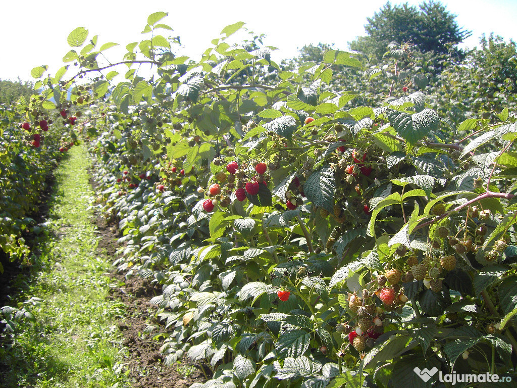 Zmeură (roșie, neagră), mure - comenzi pentru anul 2023