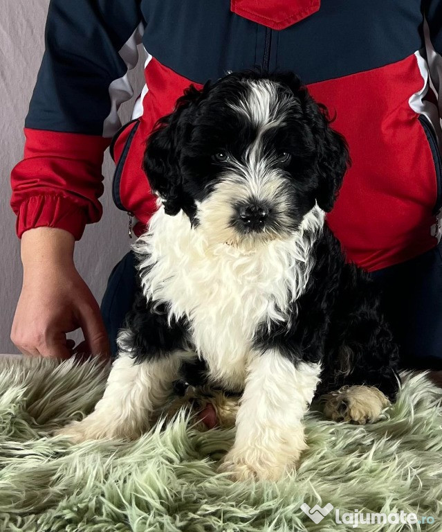 Inchiriez ap. 2 camere renovat, Parter cu gradina, micro 16