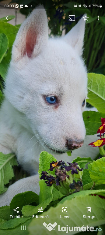 Pui Husky albi cu ochi albaștri. SUPERBI