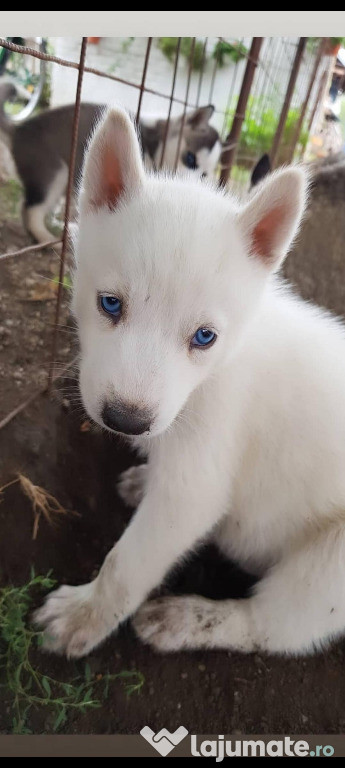 Pui Husky albi cu ochi albaștri. SUPERBI