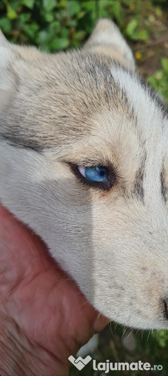 Pui Husky albi cu ochi albaștri. SUPERBI