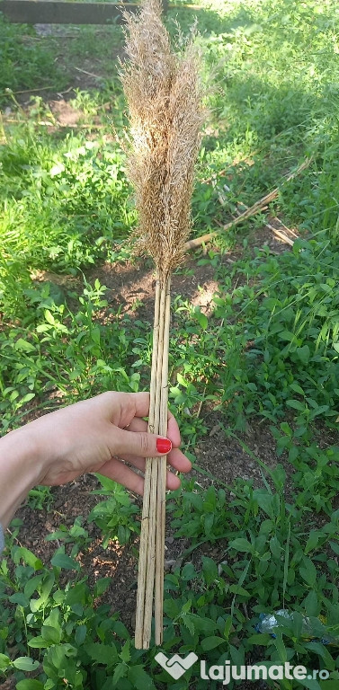 Smochin cu fructe violete